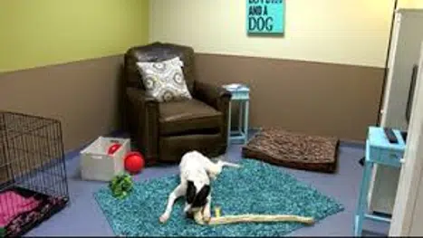 Donate to Our New Adoption Center | Animal Welfare Association