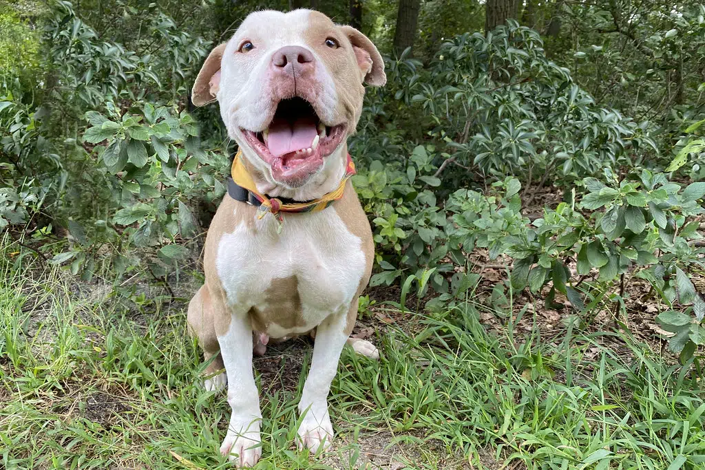 Foster Program FAQ | Animal Welfare Association