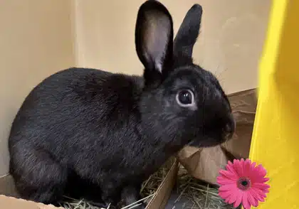 Sponsor a Homeless Pet | Animal Welfare Association