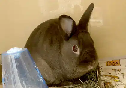 Sponsor a Homeless Pet | Animal Welfare Association