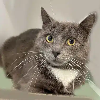 Sponsor a Homeless Pet | Animal Welfare Association