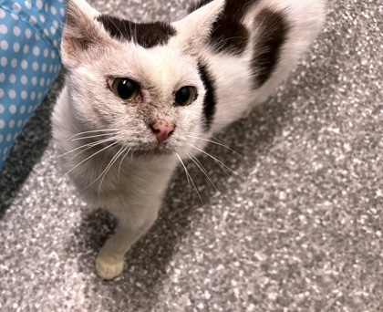 Sponsor a Homeless Pet | Animal Welfare Association