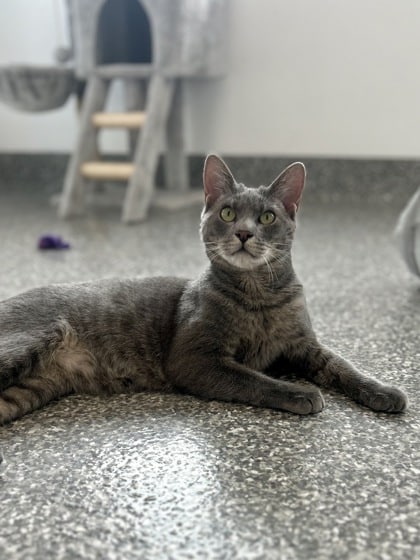 Sponsor a Homeless Pet | Animal Welfare Association