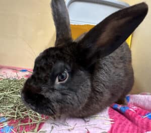 Apply to Adopt Rabbits Guinea Pigs and More | Animal Welfare Association