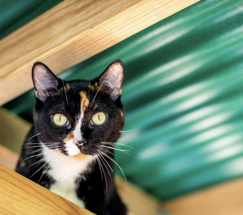Building a Catio: The Benefits and More | Animal Welfare Association
