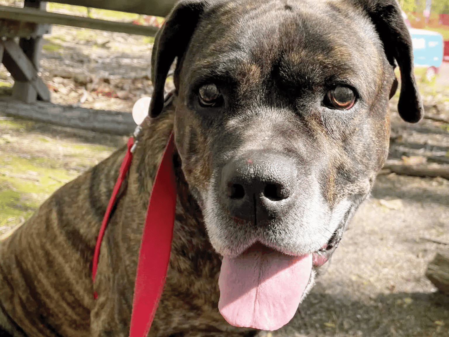 Adopt a Dog | Voorhees NJ | Animal Welfare Association