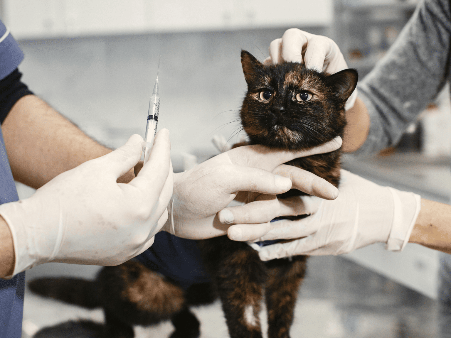 Low-Cost Pet Vaccine Program | Clinic | Animal Welfare Association