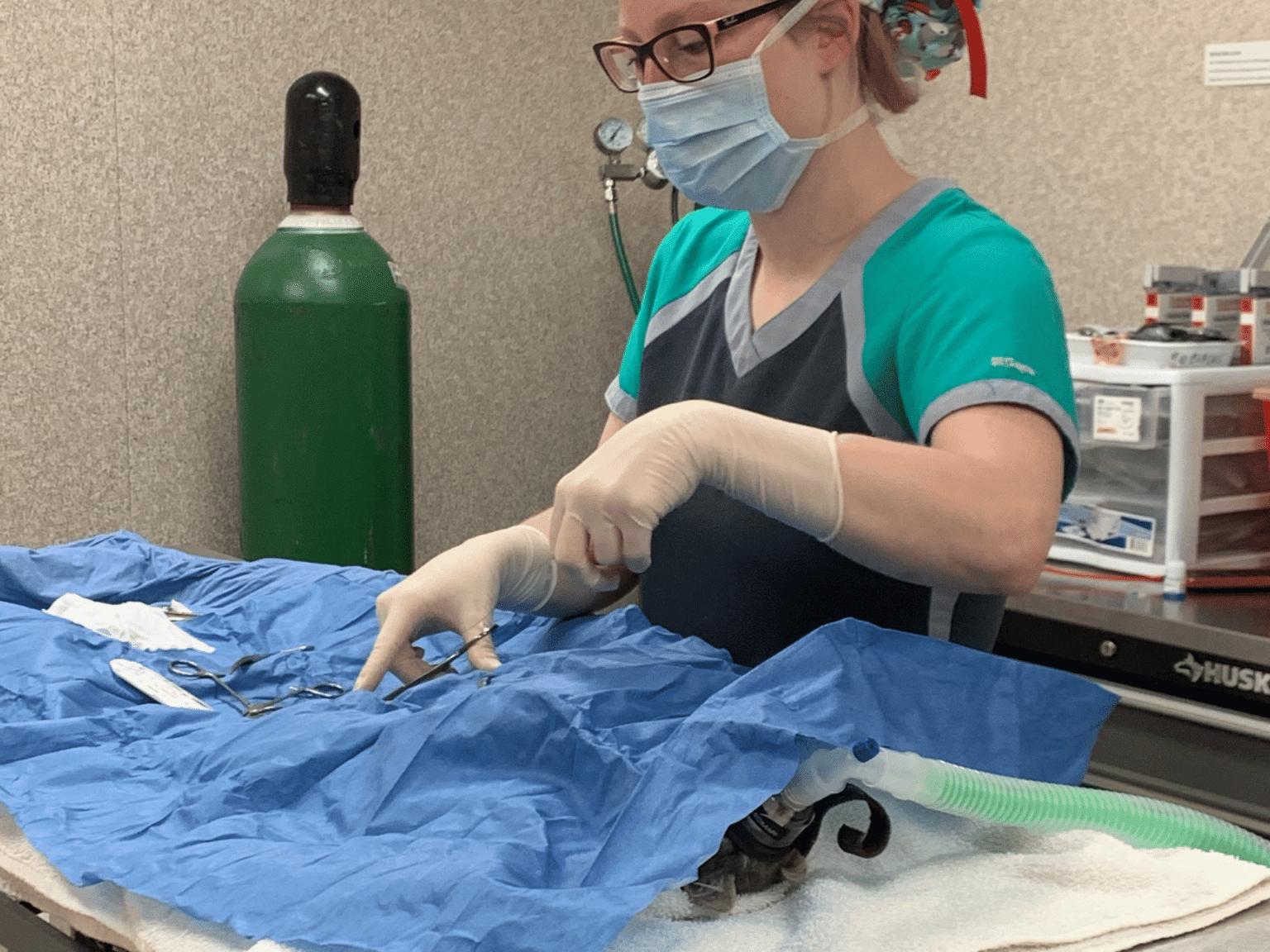 Trap Neuter Return | Animal Welfare Association