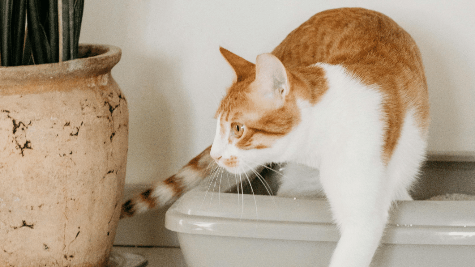 The Ultimate Guide to Cat Litter: Choosing the Best Option for Your ...