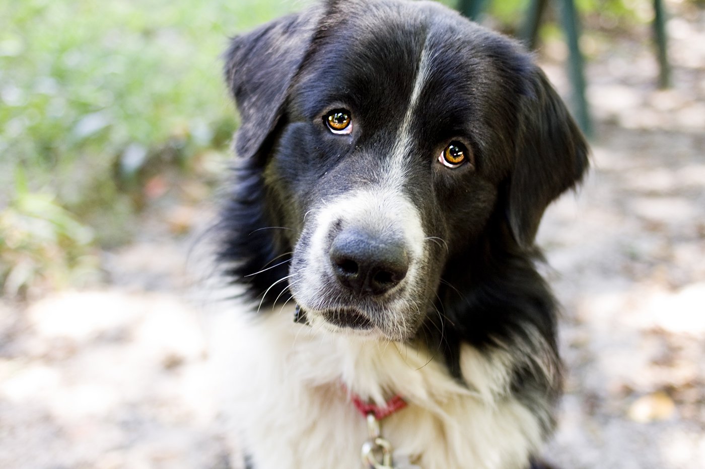 Home - Animal Welfare Association of NJ