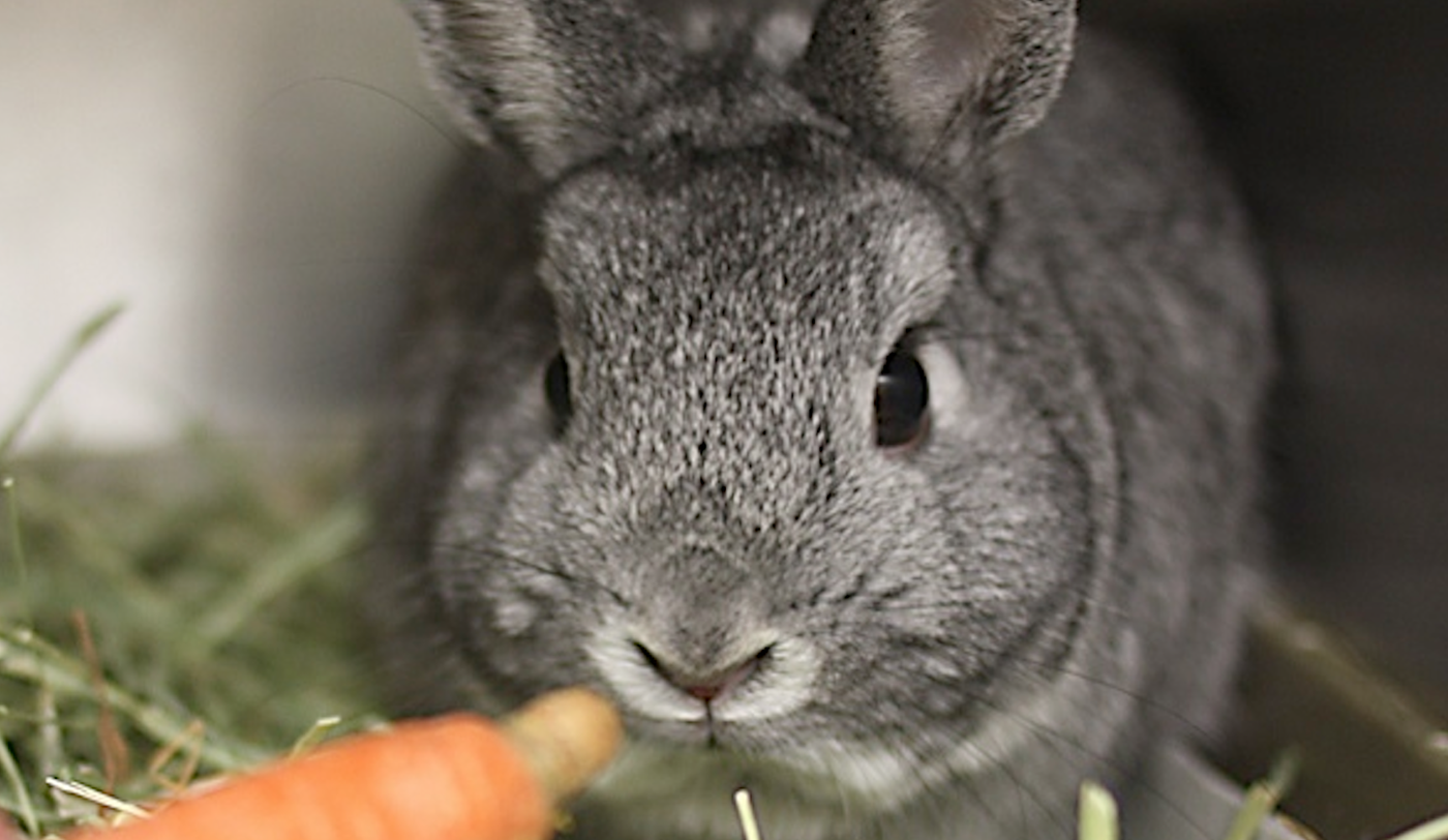 Privacy Policy - Animal Welfare Association of NJ